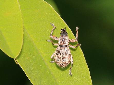 ゾウムシ-見て歩き北九州発